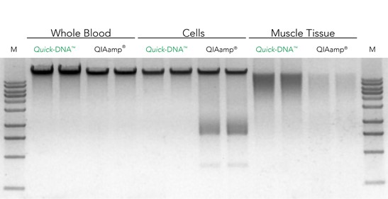 Cambridge Bioscience: DNA from cells/tissues: Quick-DNA